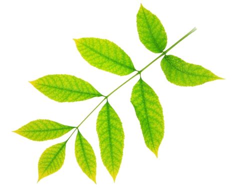 Hojas Verdes Aisladas En Blanco Foto Premium