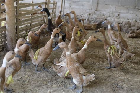 Ternak Bebek Eksotika Desa