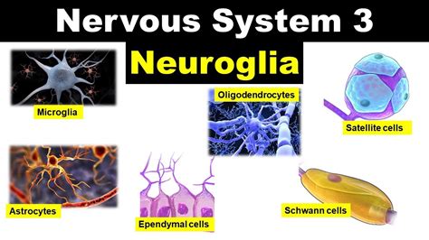 Oligodendrocytes Astrocytes