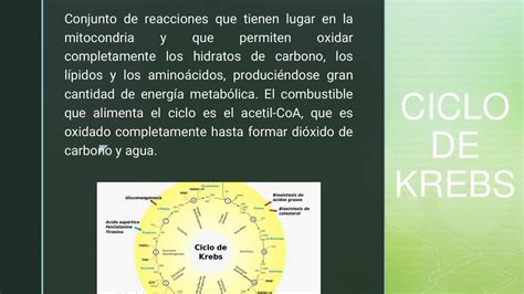 Ciclo De Krebs CARLOS ALDAIR VILLEGAS ZAPATA UDocz