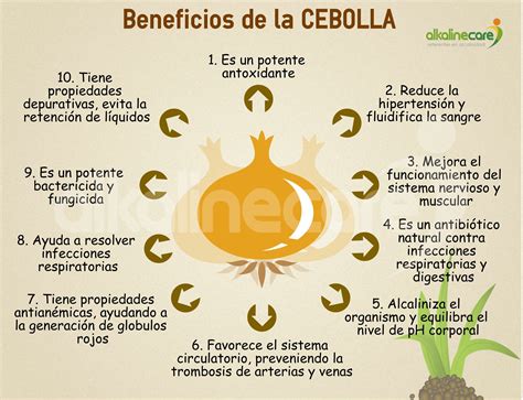Beneficios De La Cebolla Propiedades De La Cebolla Cebolla