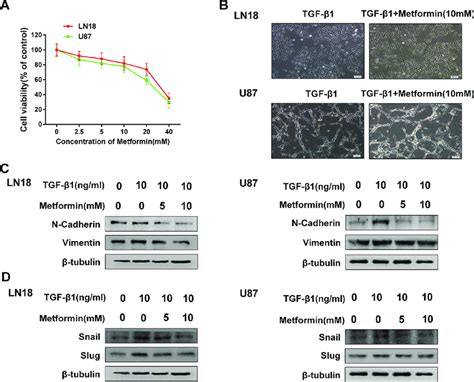 Metformin inhibits TGF β1 induced EMT like process in GBM cells A