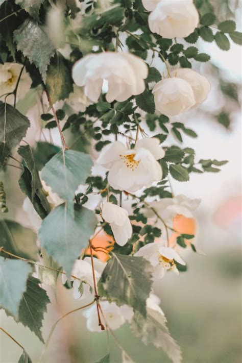 Share More Than 85 Cute Cottagecore Wallpaper In Cdgdbentre