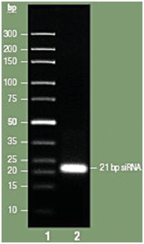 Thermo Scientific GeneRuler Ultra Low Range DNA Ladder Ready To Use