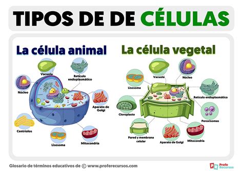Tipos De Celulas