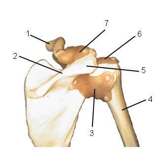 Shoulder Joint Flashcards Quizlet