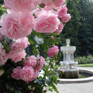 Róża parkowa EDEN ROSE RozeOgrodowe pl szkółka Hyży Grzegorz
