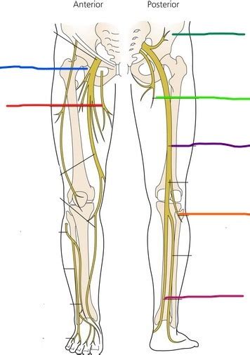 Lower Limb Nerves Diagram Quizlet