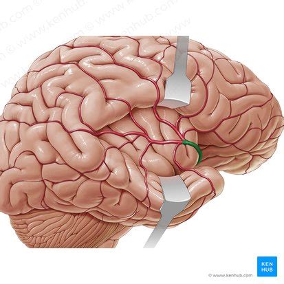 Arteria cerebral media Anatomía ramas e irrigación Kenhub