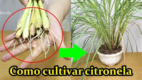 Como cultivar citronela muito fácil em casa YouTube