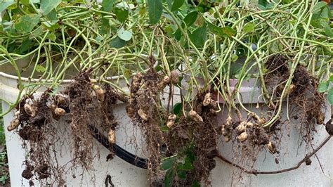 How To Grow Peanut In Pot Peanuts Grown In Container From Planting To