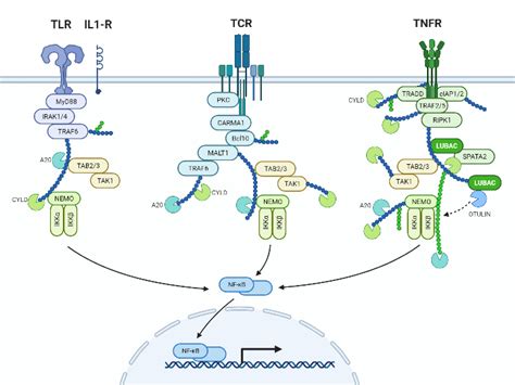 Nf Kb Signaling Pathways Biorender Science Templates
