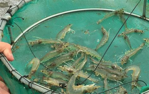 Shrimp Farming Transforms Haryana Farmers Lives Increases Profits By