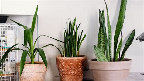Plantas Que Atraen Mala Suerte Architectural Digest
