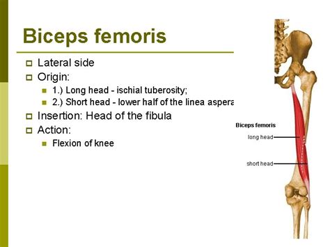 THE KNEE JOINT Muscles That Act On The