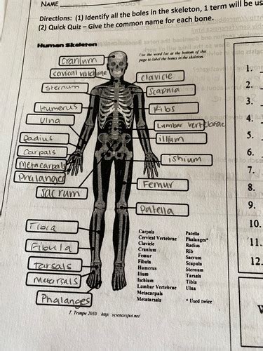 Forensic Odontology Anthropology Flashcards Quizlet