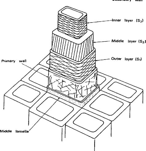 Plant Cell Wall Layers