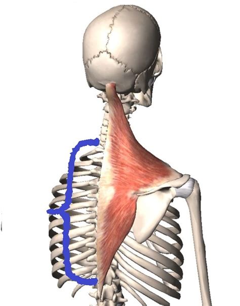 Diagrama De MUSCULOS DEL DORSO Quizlet