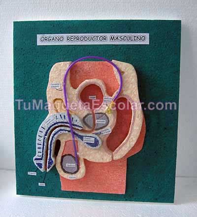 Tu Maqueta Escolar Lima Peru Reproductor Masculino