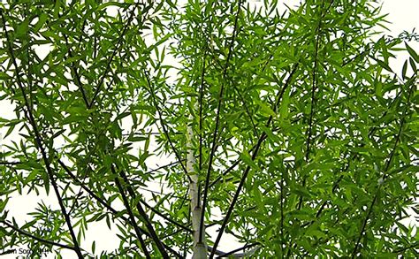 Amazon 100 Hybrid Willow Tree Plant Austree Cuttings Grow 12