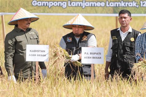 Pj Bupati Aceh Besar Panen Perdana MT Gadu Tahun 2023