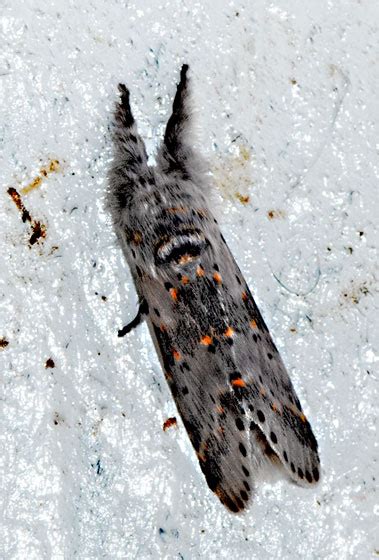 Moth BugGuide Net