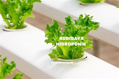 Budidaya Hidroponik Selada Dengan Sistem NFT Petani Digital