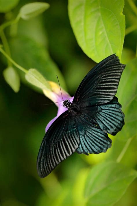 Black Butterfly Meaning And Symbolism 2023 Colors Explained
