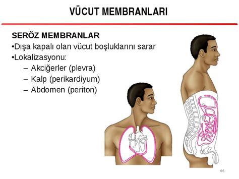 Anatomi insan vücudunun yapısı ve vücut parçalarının birbirleriyle