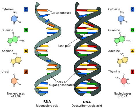 Why Do Scientists Call Dna The Blueprint Of Life