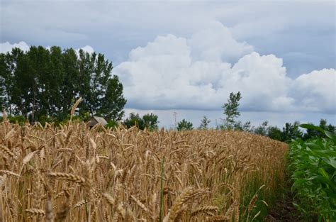 Kostenlose Foto Landschaft Natur Gras Draussen Wachstum Himmel