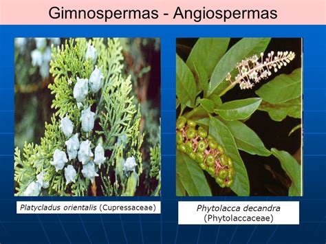 Blog de Botánica Diferencias entre Angiospermas y gimnospermas