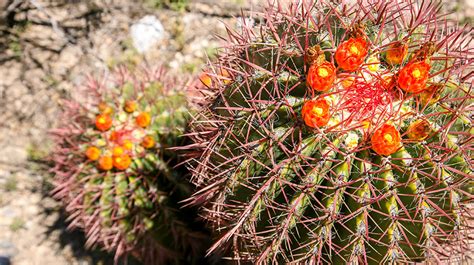 Flora Y Fauna De Tamaulipas On Emaze
