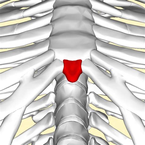Xiphoid Process ModernHeal