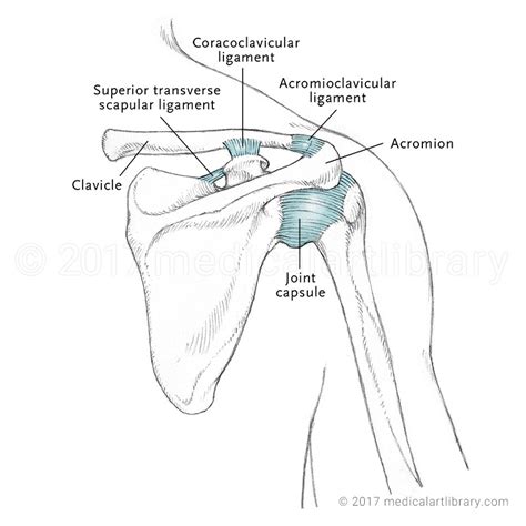 Shoulder Joint Ligaments Posterior Medical Art Library