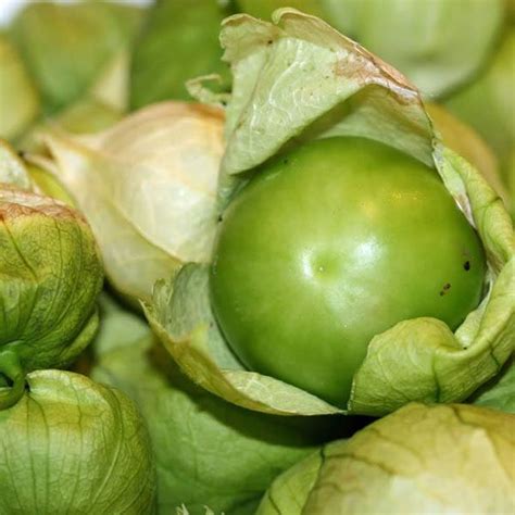 Planta De Tomatillo