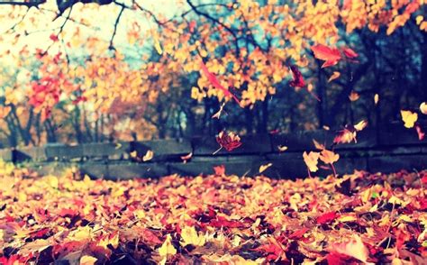 Sabes cuándo empieza el otoño Telediario México