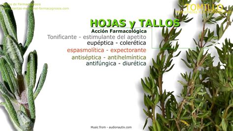 Tomillo Propiedades Y Beneficios De La Planta De Tomillo YouTube