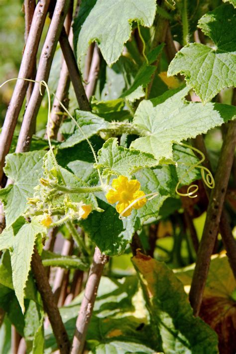 How To Grow Cucumbers Vertically Simple Methods To Try Homes Gardens