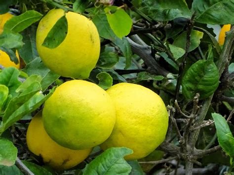 Come Potare Il Limone Potatura Coltivare Limone