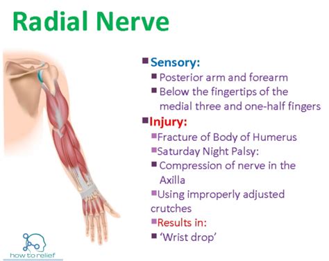 Radial Nerve Course Motor Sensory Common Injuries How To Relief