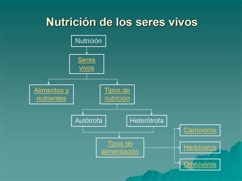 Tipos De Nutrici Nen Los Seres Vivos The Best Porn Website
