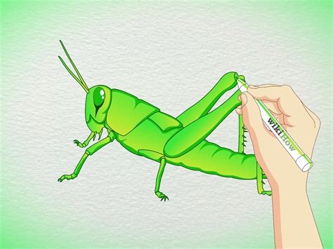 How To Draw A Grasshopper Steps With Pictures Wikihow