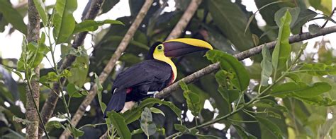 3 Semaines Au Costa Rica Voyage Sur Mesure Agence Meltour