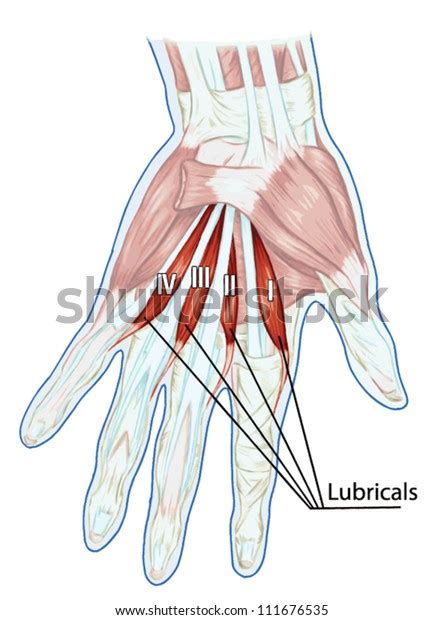 Anatomy Muscular System Hand Palm Muscle Stock Vector Royalty Free