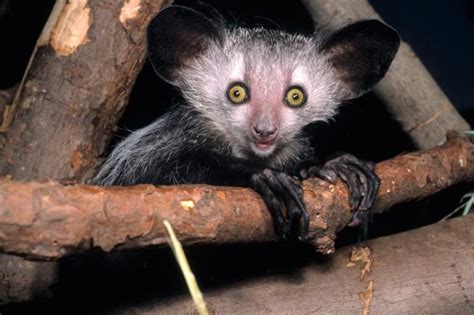 Los 30 animales más raros del mundo FOTOS y EJEMPLOS