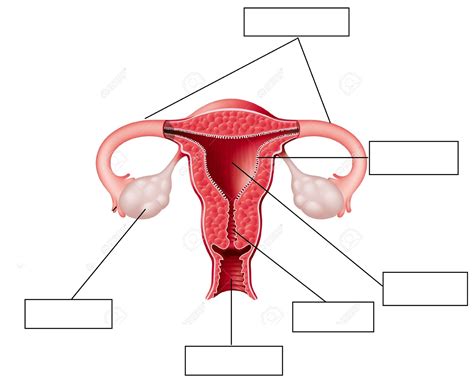 Diagrama Sistema Reproductor Femenino