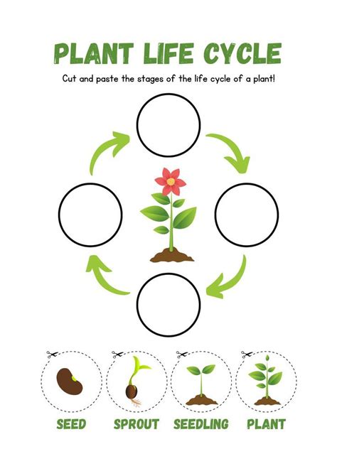 Life Cycle Of A Plant Cut And Paste Worksheet Flower Life Cycle