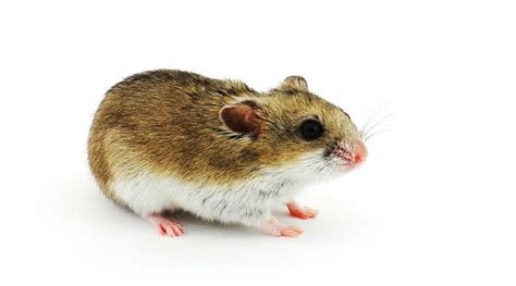 Chomik Chi Ski Informacje O Gatunku Zwierzaki