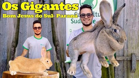 Criação de Coelhos Gigantes e Mini Coelhos em Bom Jesus do Sul Paraná